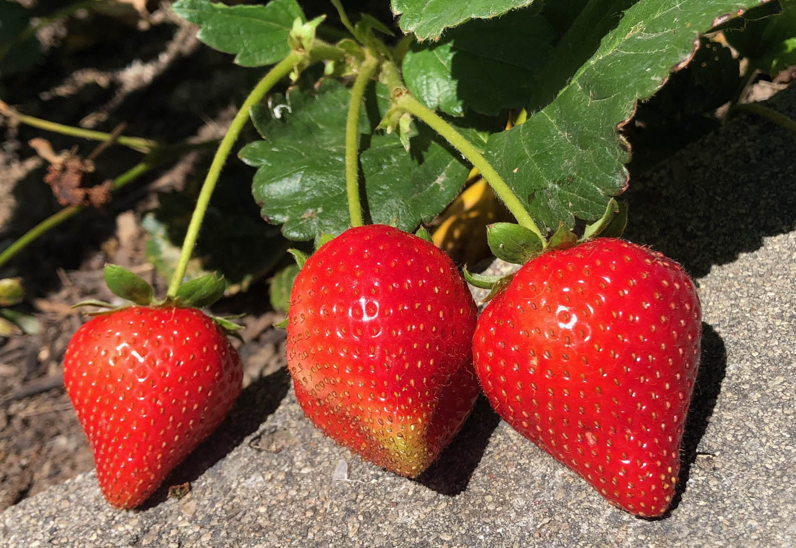 July: New WHOLE Strawberries and What’s Behind a Name? – Bella Viva ...